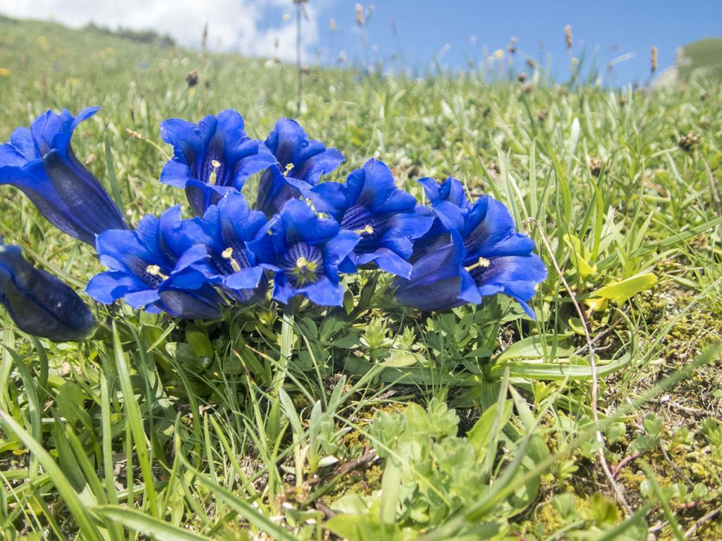 Die Big Five der Alpenblumen - Hotel Lumberger Hof